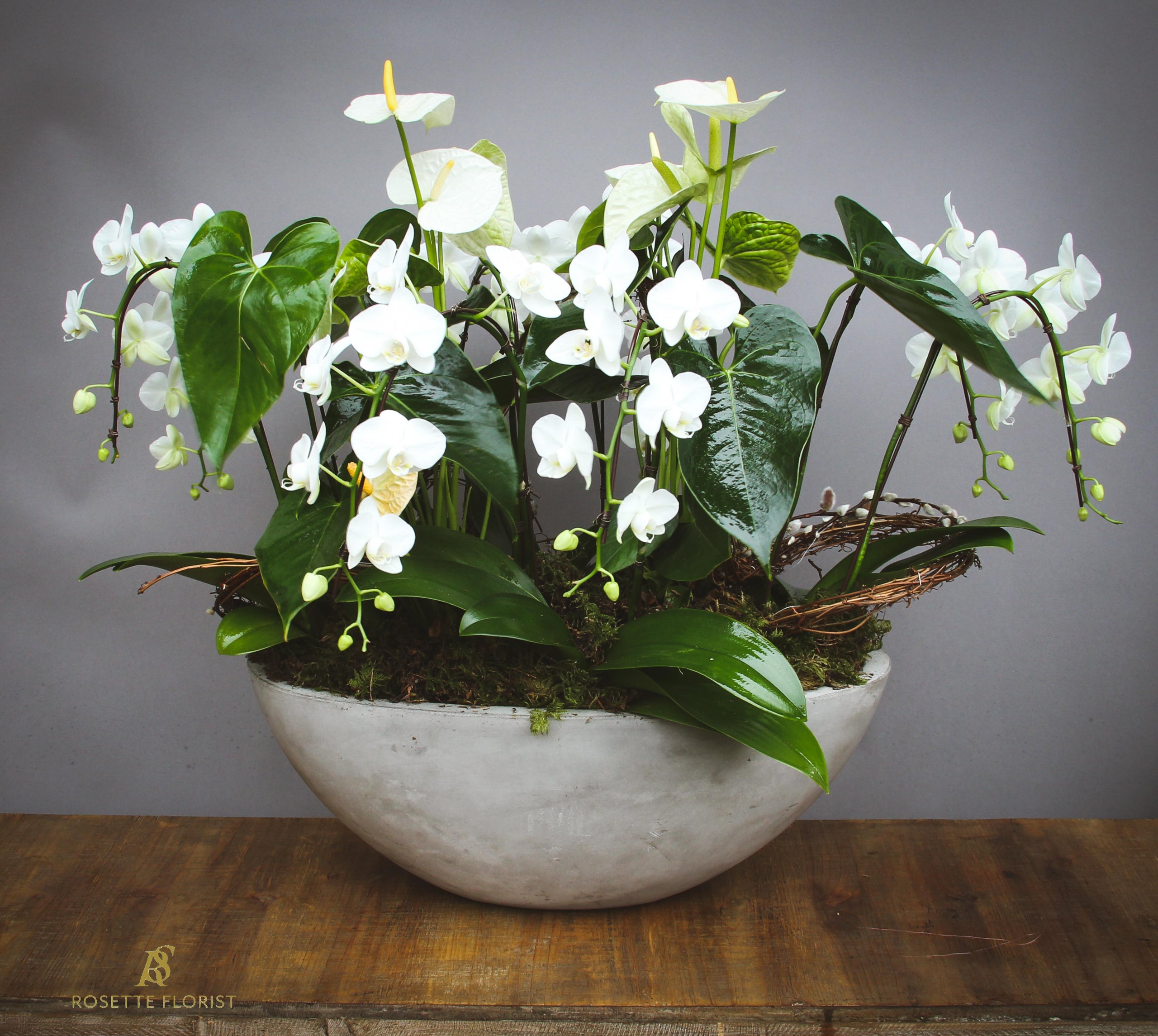 Sweet Serenity Orchid Arrangement | Rosette Florist